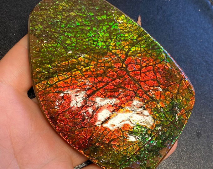 Ammolite Gemstone – Natural Canadian Fossilized Gem Canadian Ammonite ...