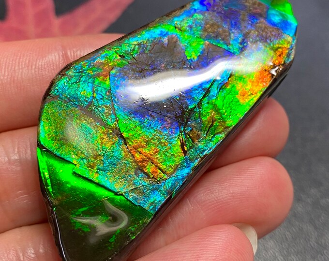 Bearpaw Ammolite
