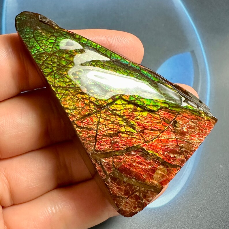 Canadian Ammonite Freeform Specimen 64X45X20 Mm 71 Grams #3007-29 - Etsy