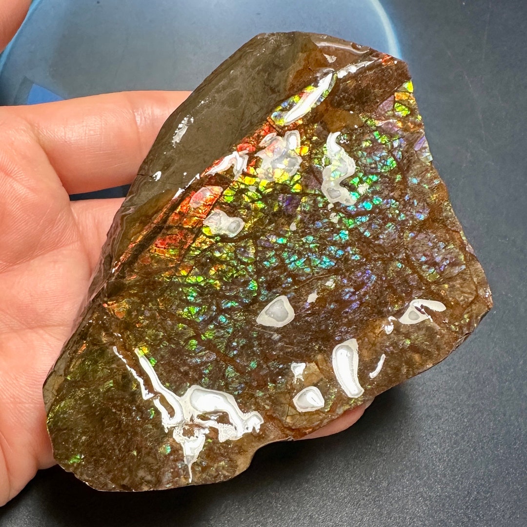 Authentic Canadian Ammonite Freeform Fossil Natural Specimen 98X74X27 ...