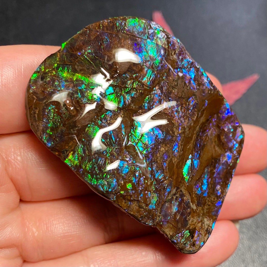 Authentic Natural Real Canadian Blue Black Ammonite Natural Gemstone ...