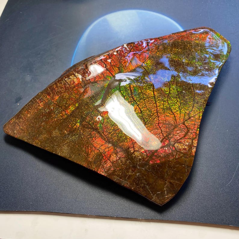 Canadian Ammonite Ammolite Freeform Gemstone Specimen Large Dragon Skin ...