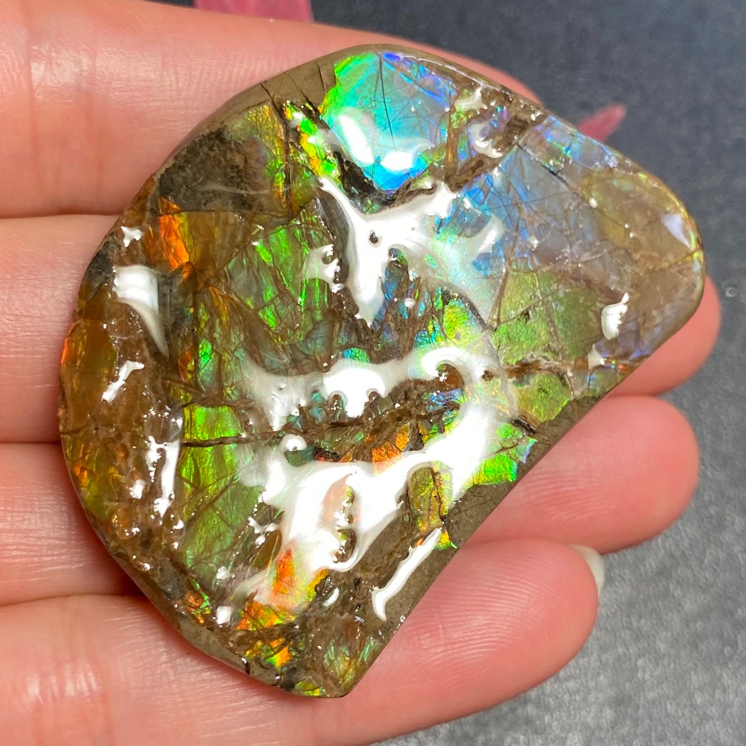 Canadian Ammonite Gemstone Specimen 52X37X10 Mm 32 Grams 2555-726 - Etsy