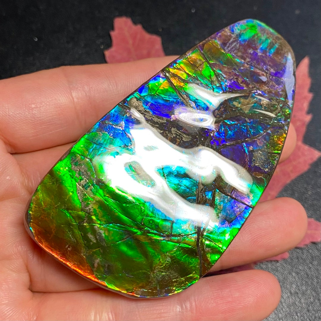 Canadian Ammonite Freeform Gemstone 83X43X15 Mm 97 Grams #2868-16 - Etsy