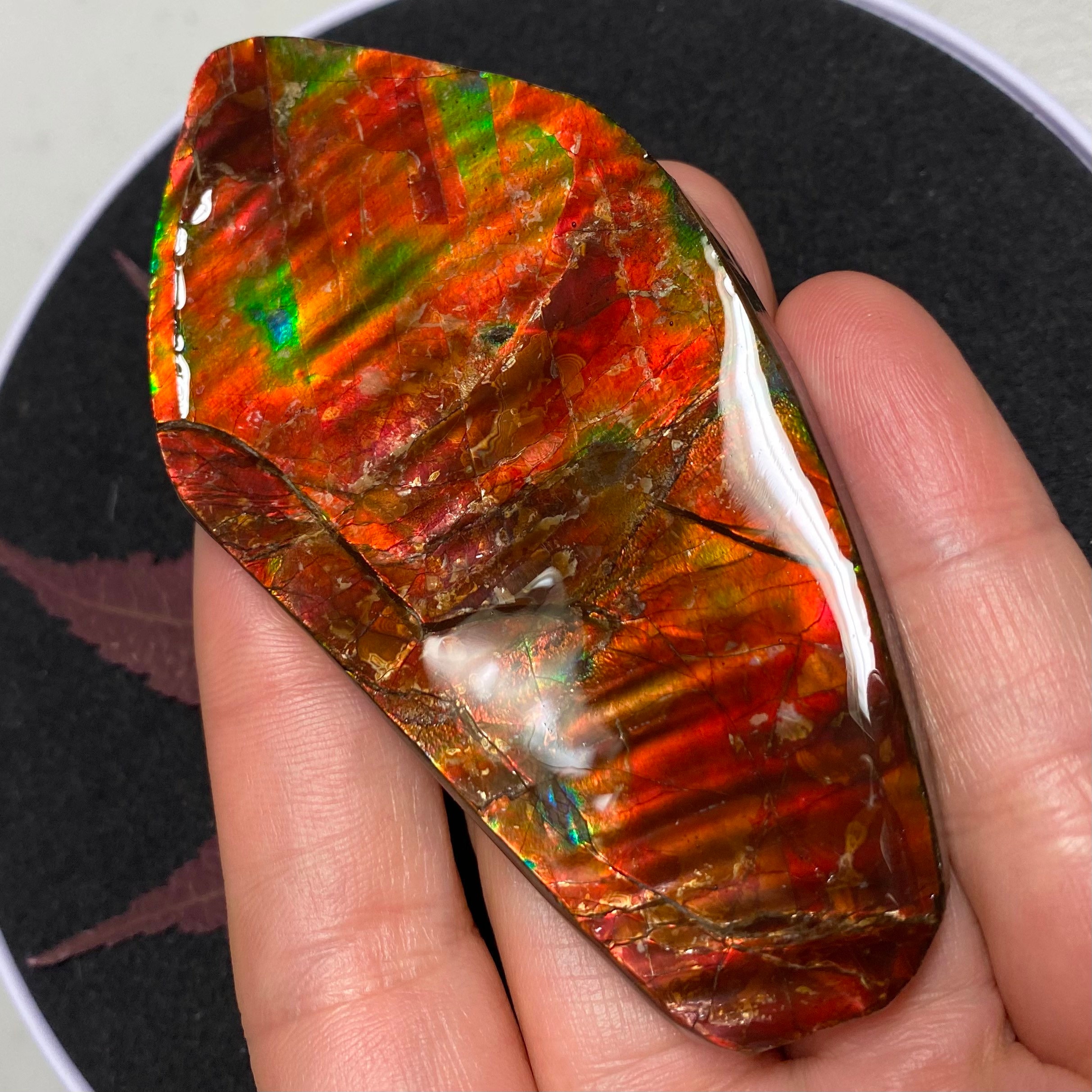 Canadian Ammolite Ammonite Freeform Gemstone, Rainbow Iridescent Fossil ...