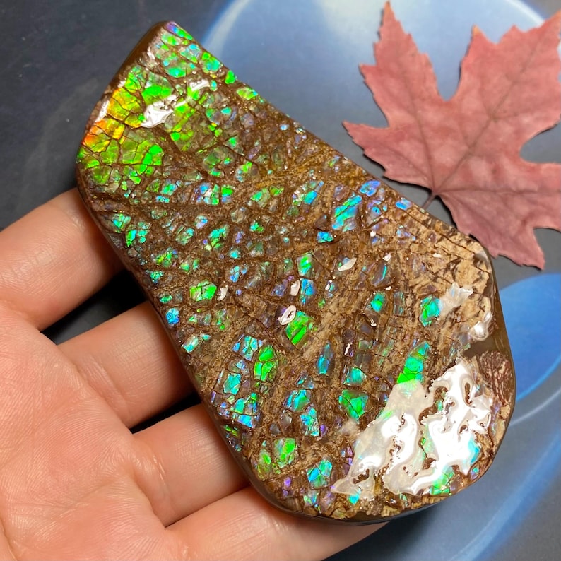 CLEARANCE Canadian Ammonite Freeform Gemstone 107X62X15 Mm 163 Grams ...