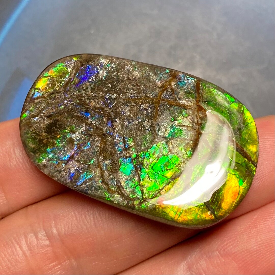 Natural Canadian Ammolite Ammonite Gemstone Fossil Specimen 43X27 Mm ...