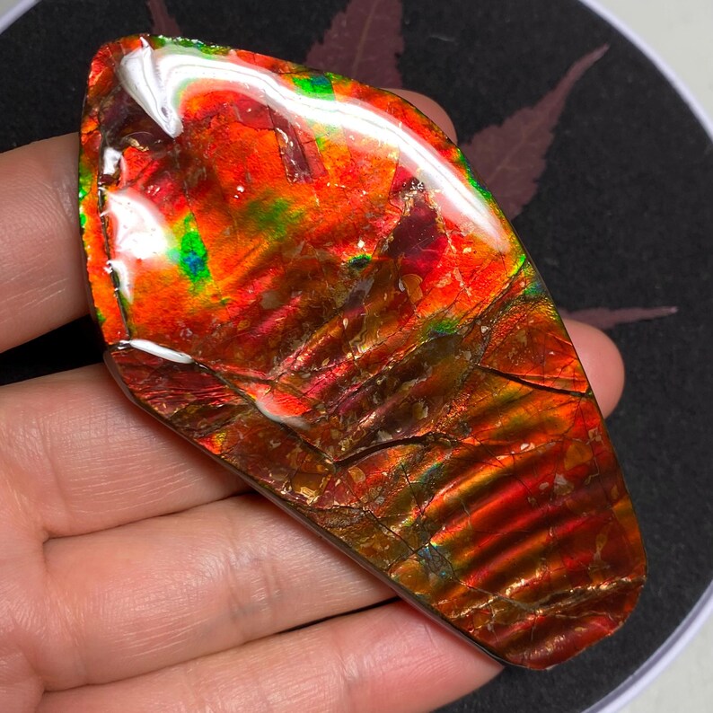 Red Ammolite Cabochon Loose Gemstone, Natural Canadian Ammonite Fossil ...