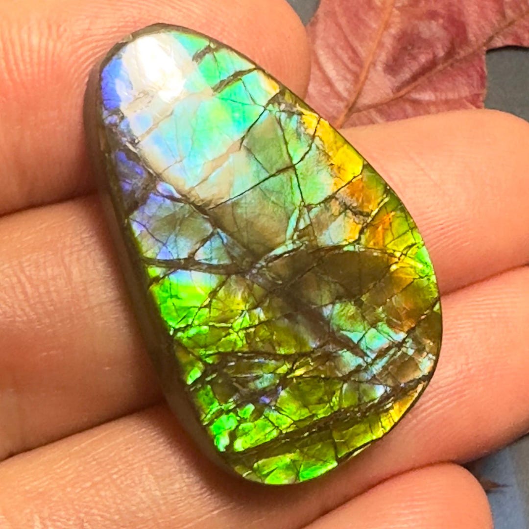 Canadian Ammolite Ammonite Freeform Gemstone 33X21 MM Hand Polished ...