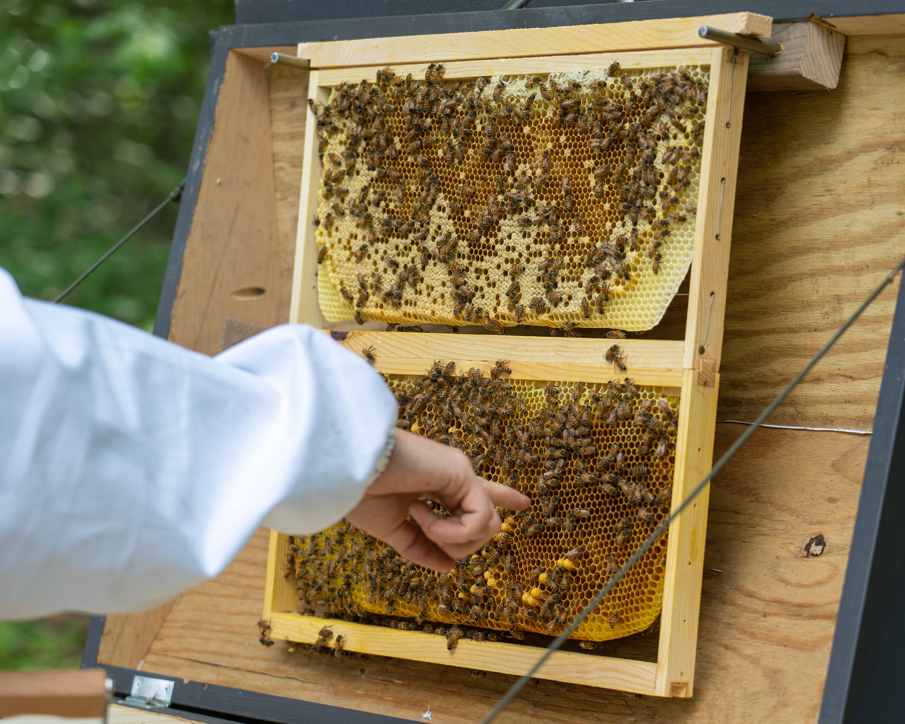 Original Strout Horizontal Hive Full Plans - Etsy