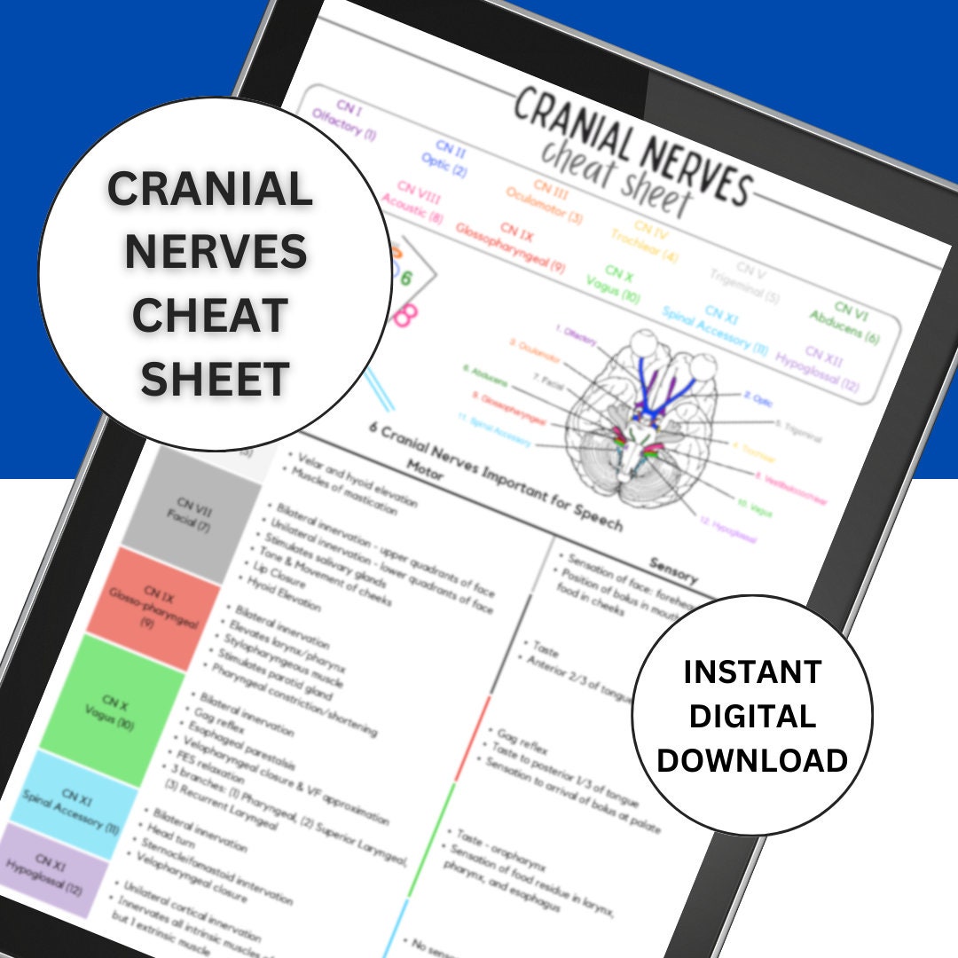 Cranial Nerves Explained for Speech Therapists - Etsy Australia