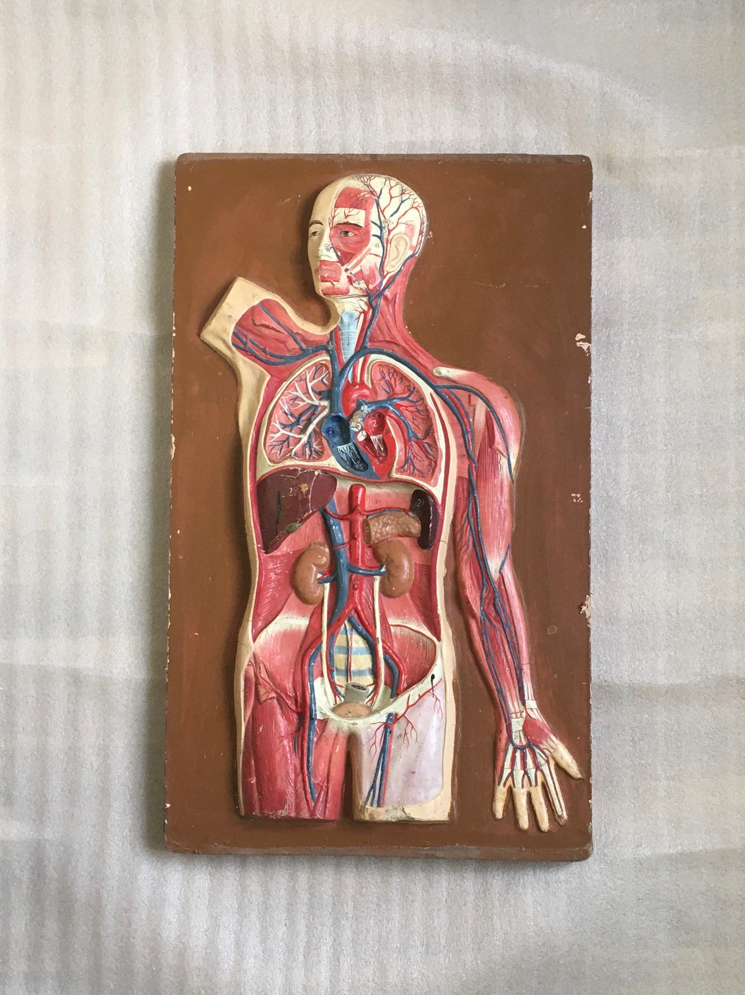 Vintage Soviet Anatomical Stand of Body Anatomy for Medical School ...
