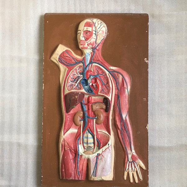 Anatomy Model - Etsy