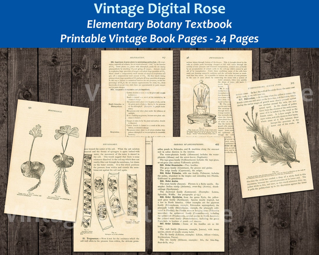 24 Printable Vintage Elementary Botany Science Textbook Pages Handdrawn ...