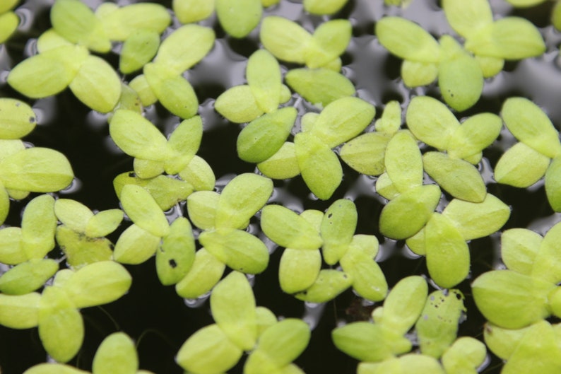 BUY 2 GET 1 FREE 1000 2 Oz Duckweed Live Fish Tank Plants Aquarium ...