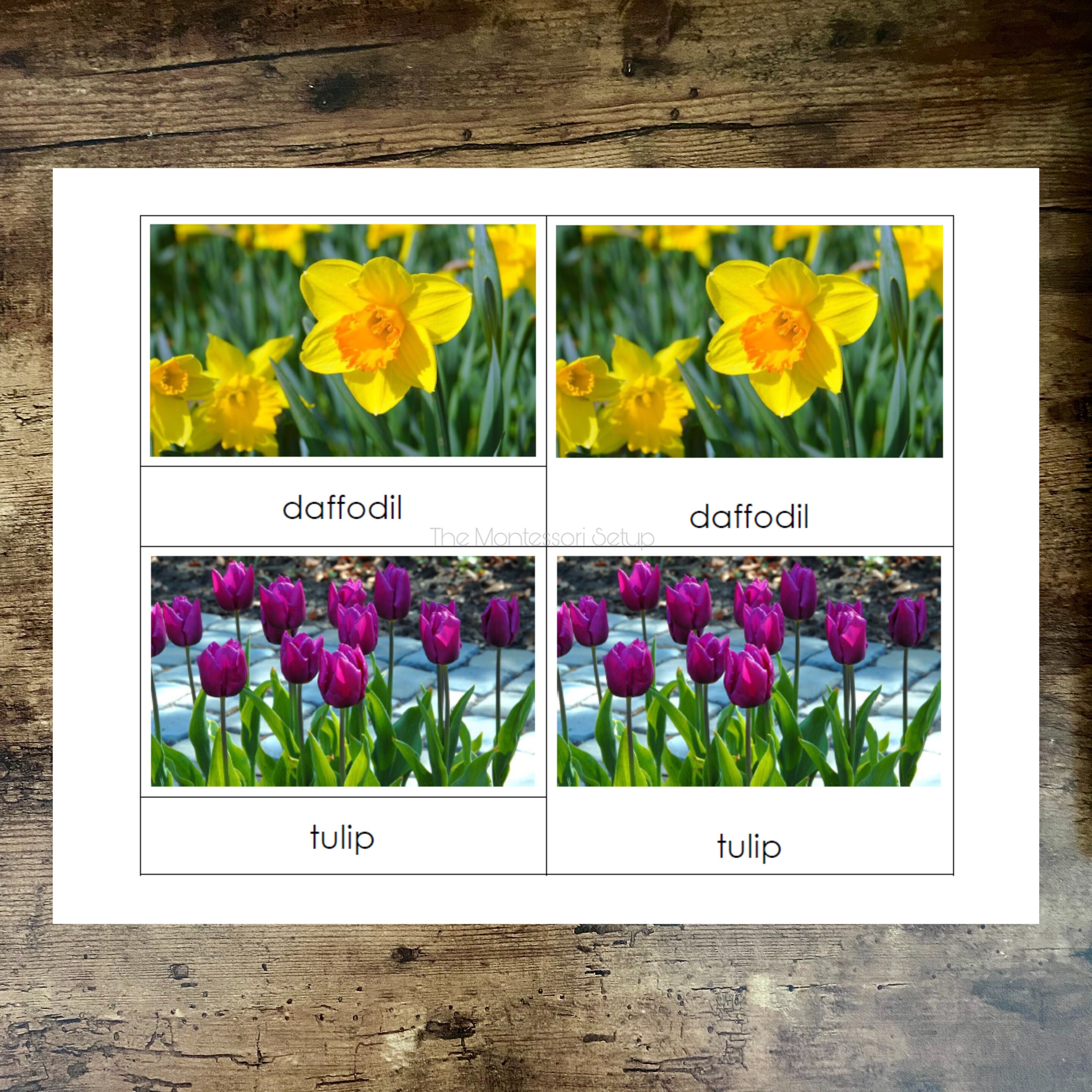 PRINTABLE Flowers 3 Part Cards for Safariltd TOOB - Etsy