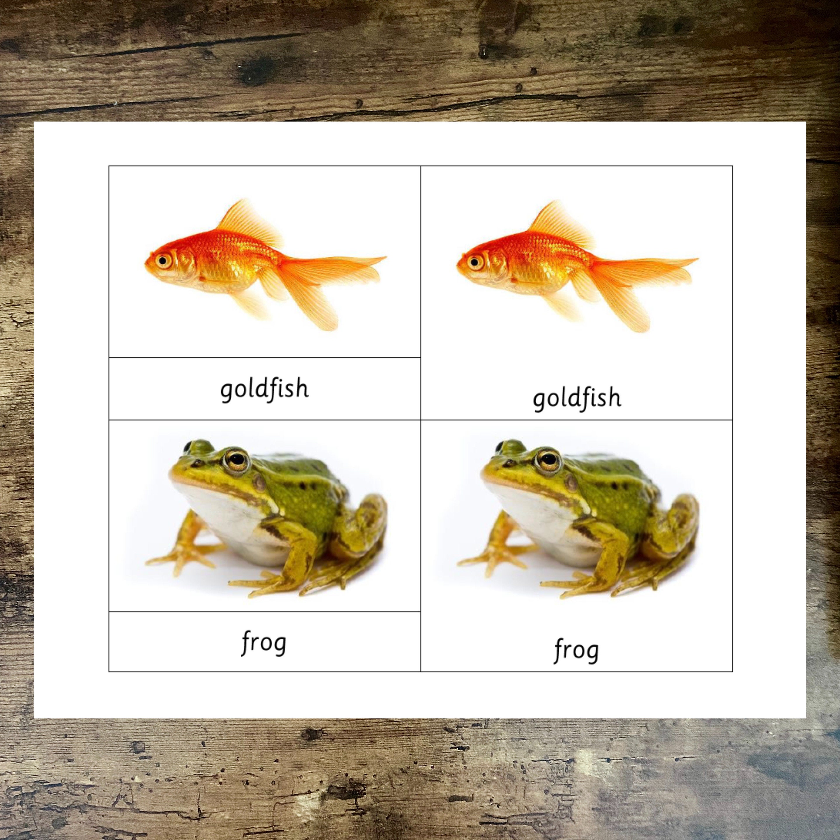 PRINTABLE Pets 3 Part Cards for Safariltd TOOB Sassoon Font - Etsy