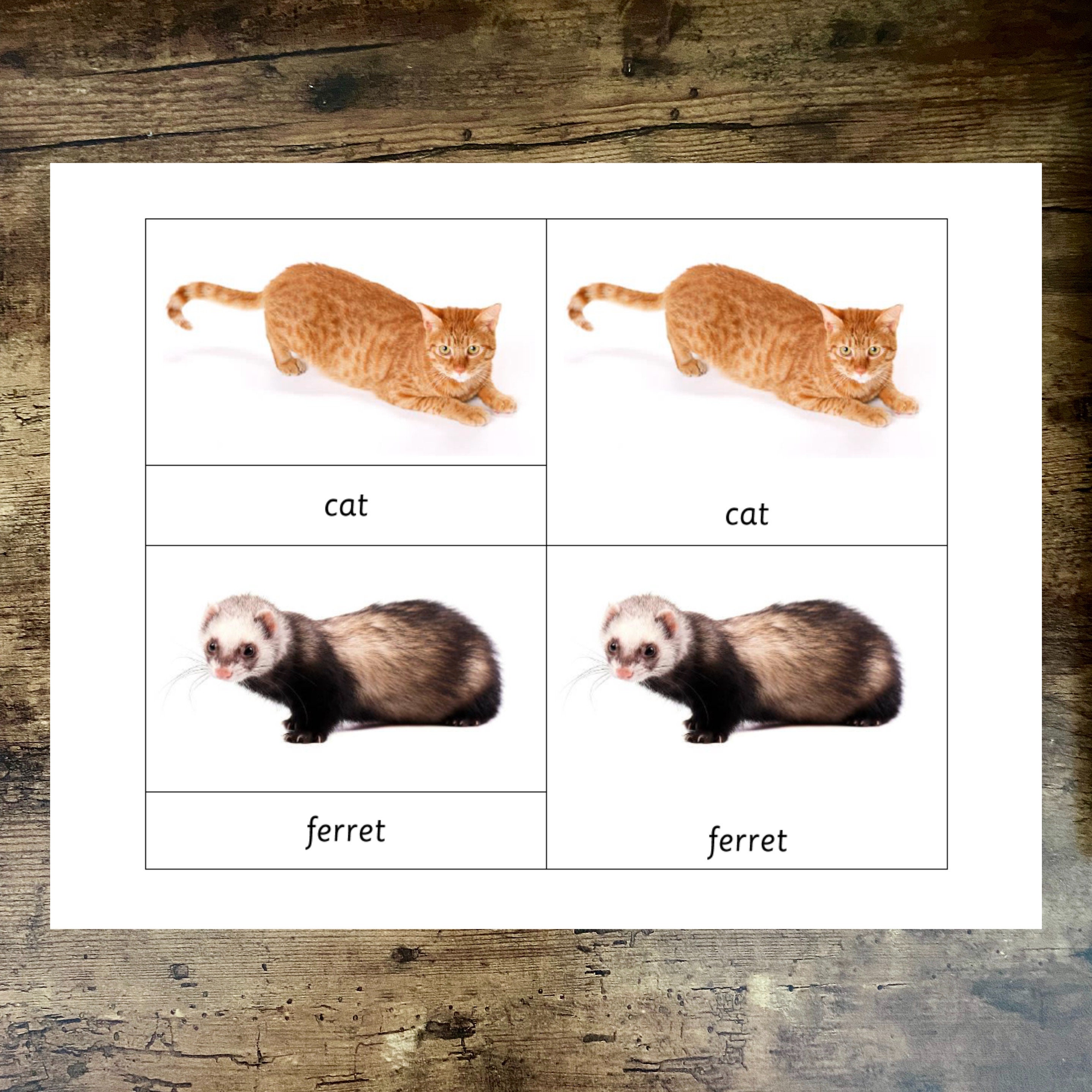 PRINTABLE Pets 3 Part Cards for Safariltd TOOB Sassoon Font - Etsy
