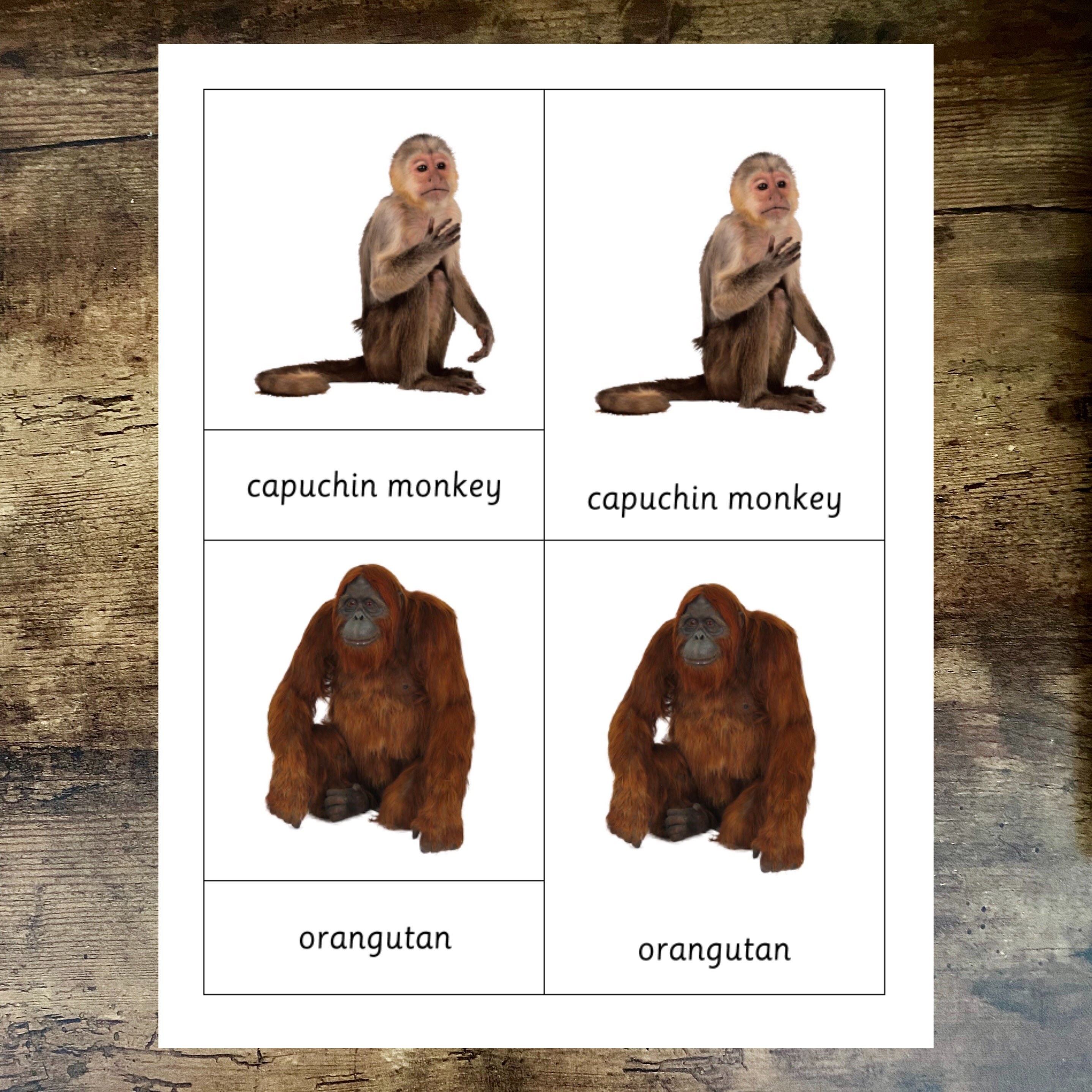 PRINTABLE Monkeys and Apes 3 Part Cards for Safariltd TOOB Sassoon Font ...