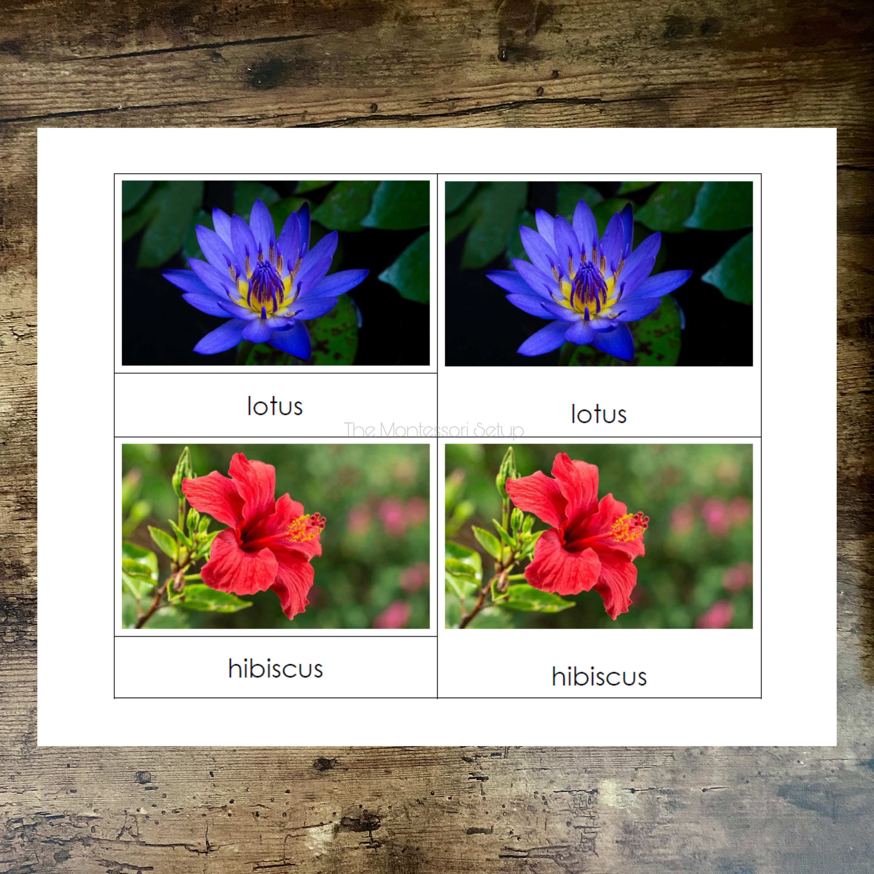 PRINTABLE Flowers 3 Part Cards for Safariltd TOOB - Etsy