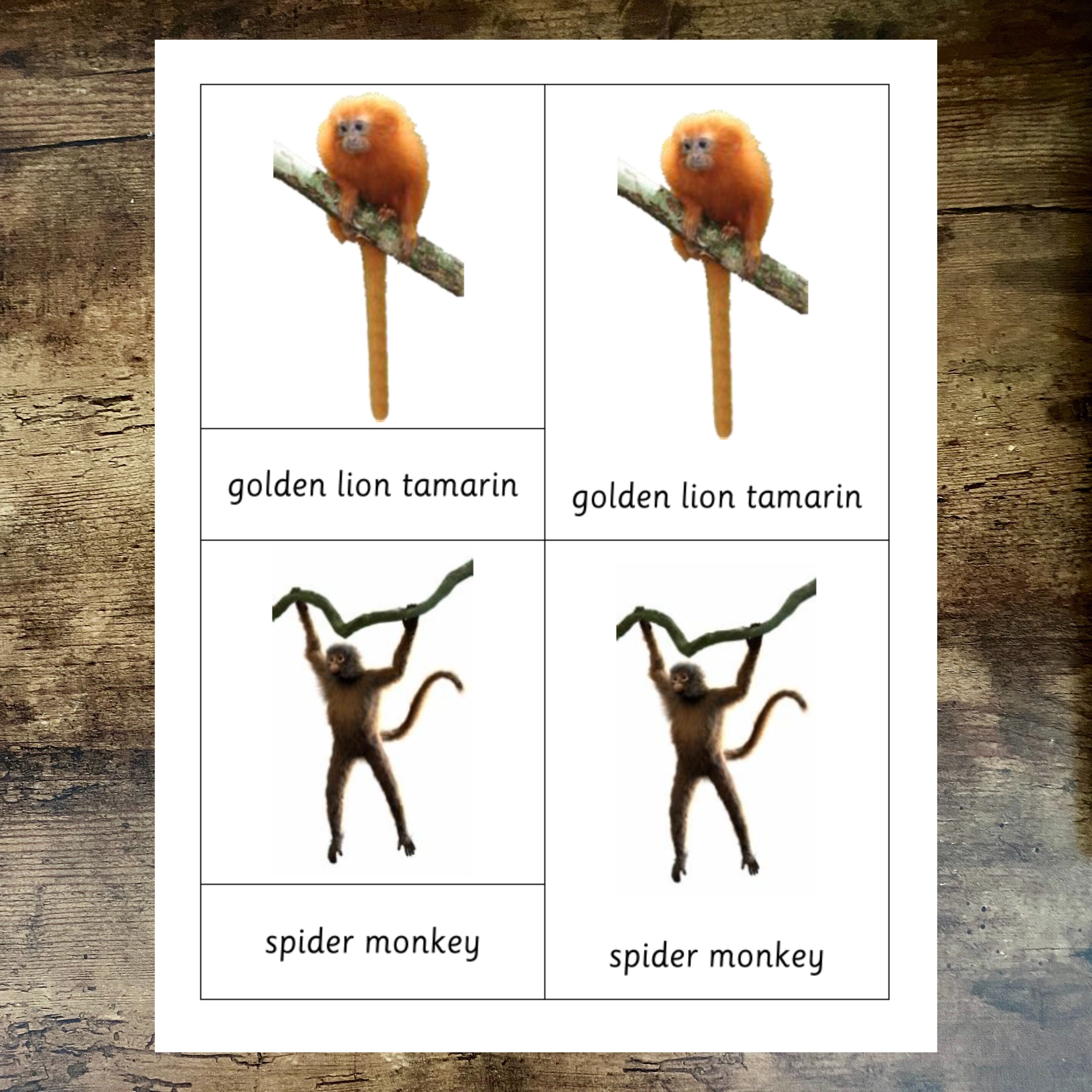 PRINTABLE Monkeys and Apes 3 Part Cards for Safariltd TOOB Sassoon Font ...