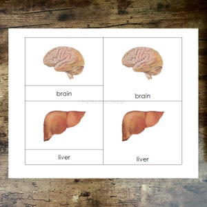PRINTABLE Human Organs 3 Part Cards for Safariltd TOOB - Etsy