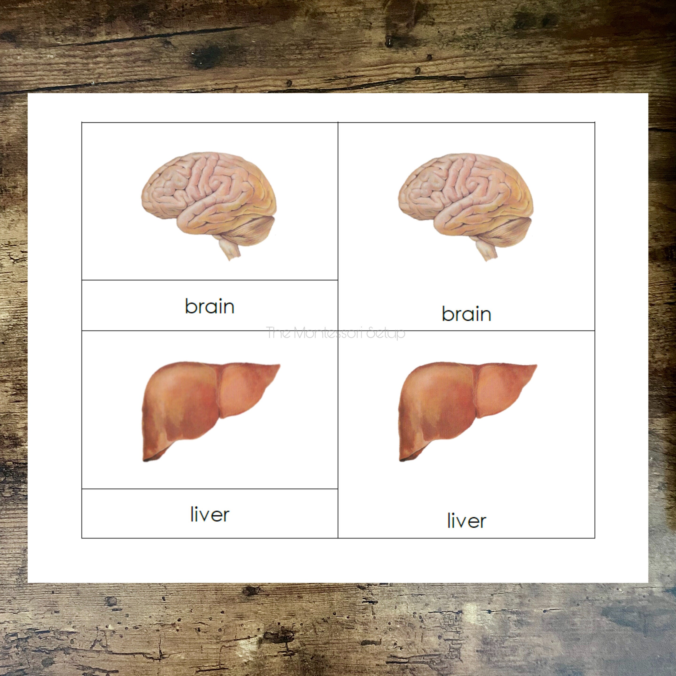 PRINTABLE Human Organs 3 Part Cards for Safariltd TOOB - Etsy