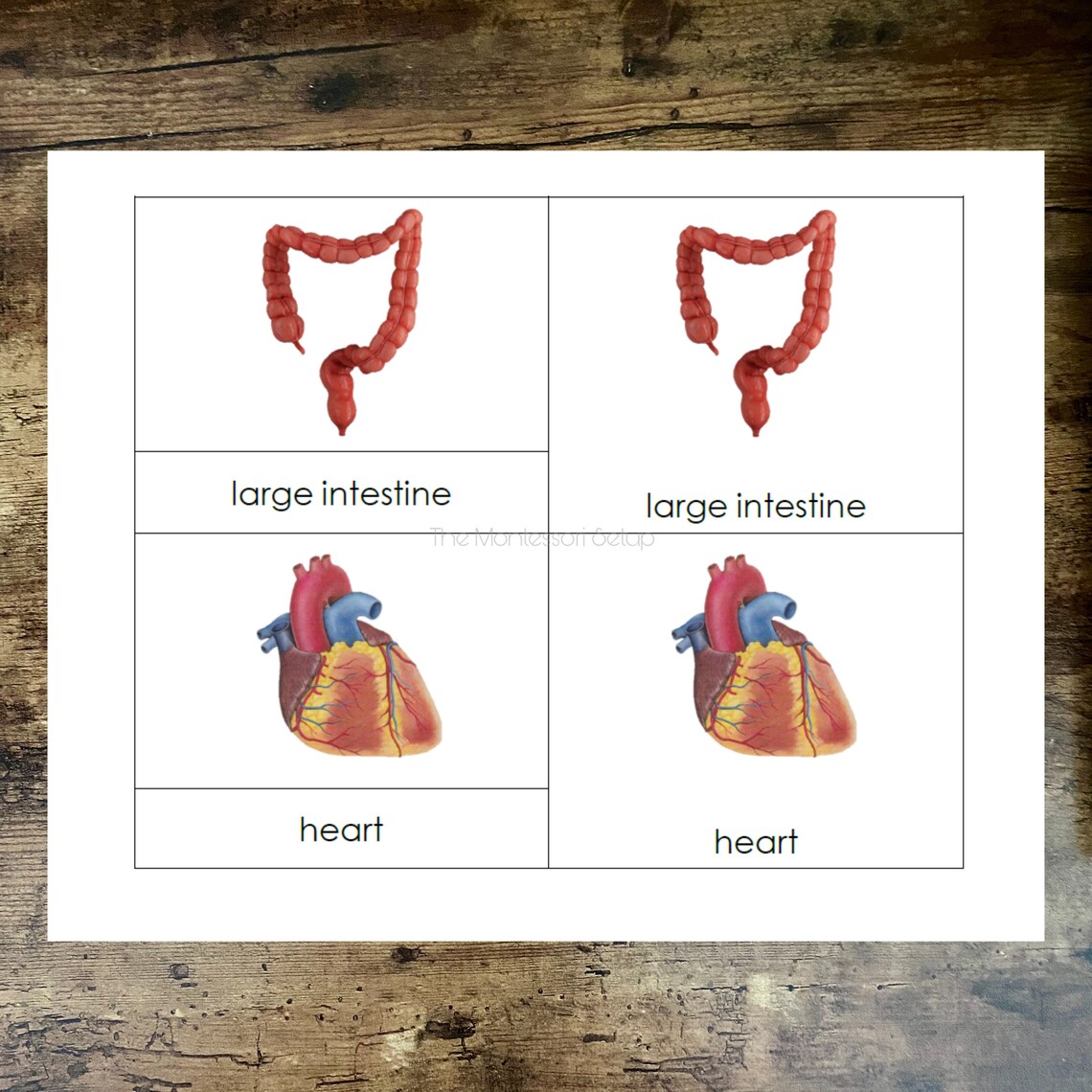 PRINTABLE Human Organs 3 Part Cards for Safariltd TOOB - Etsy