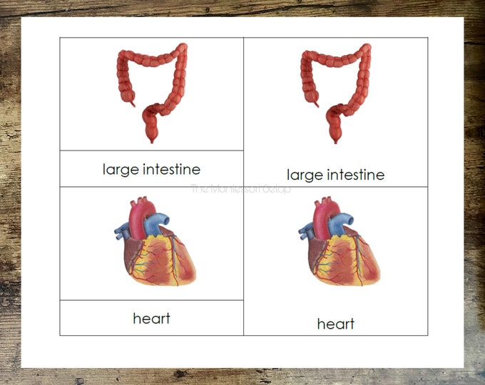 PRINTABLE Tools 3 Part Cards for Safariltd TOOB - Etsy Canada