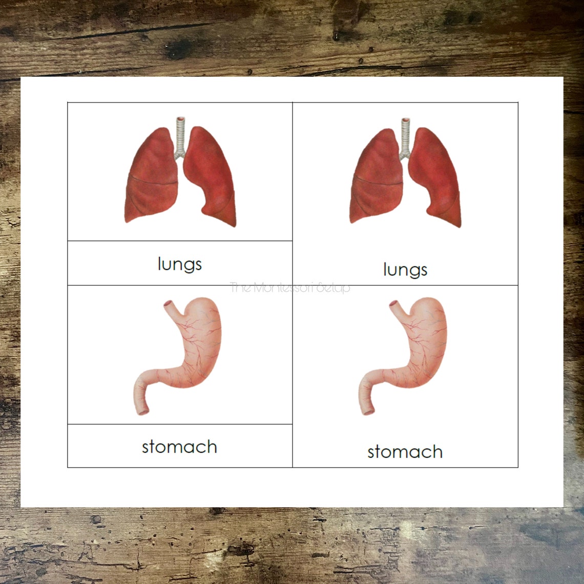 PRINTABLE Human Organs 3 Part Cards for Safariltd TOOB - Etsy