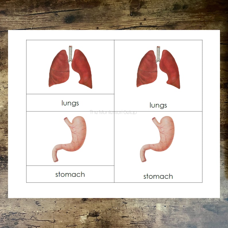 PRINTABLE Human Organs 3 Part Cards for Safariltd TOOB - Etsy