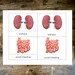 PRINTABLE Human Organs 3 Part Cards for Safariltd TOOB - Etsy