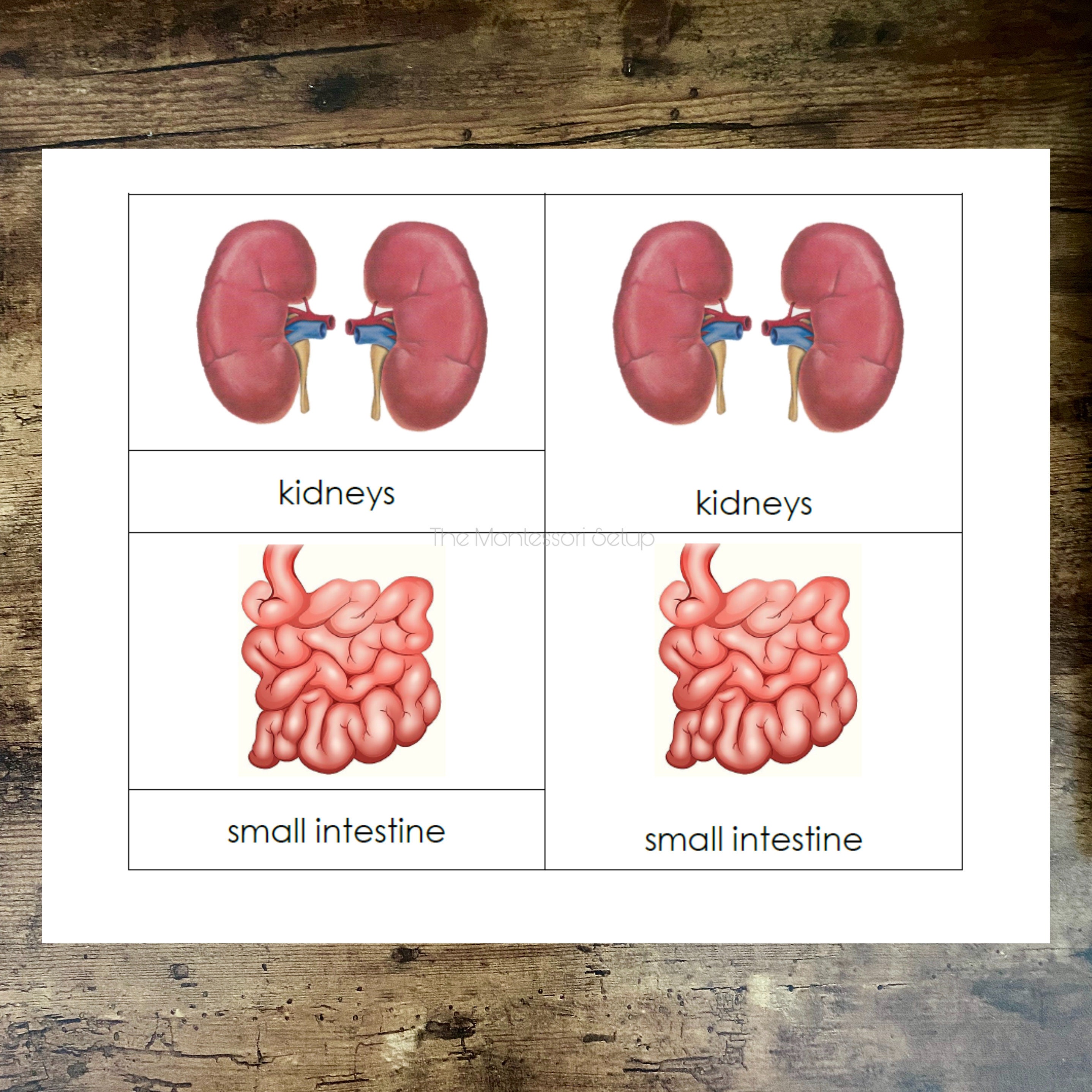 PRINTABLE Human Organs 3 Part Cards for Safariltd TOOB - Etsy