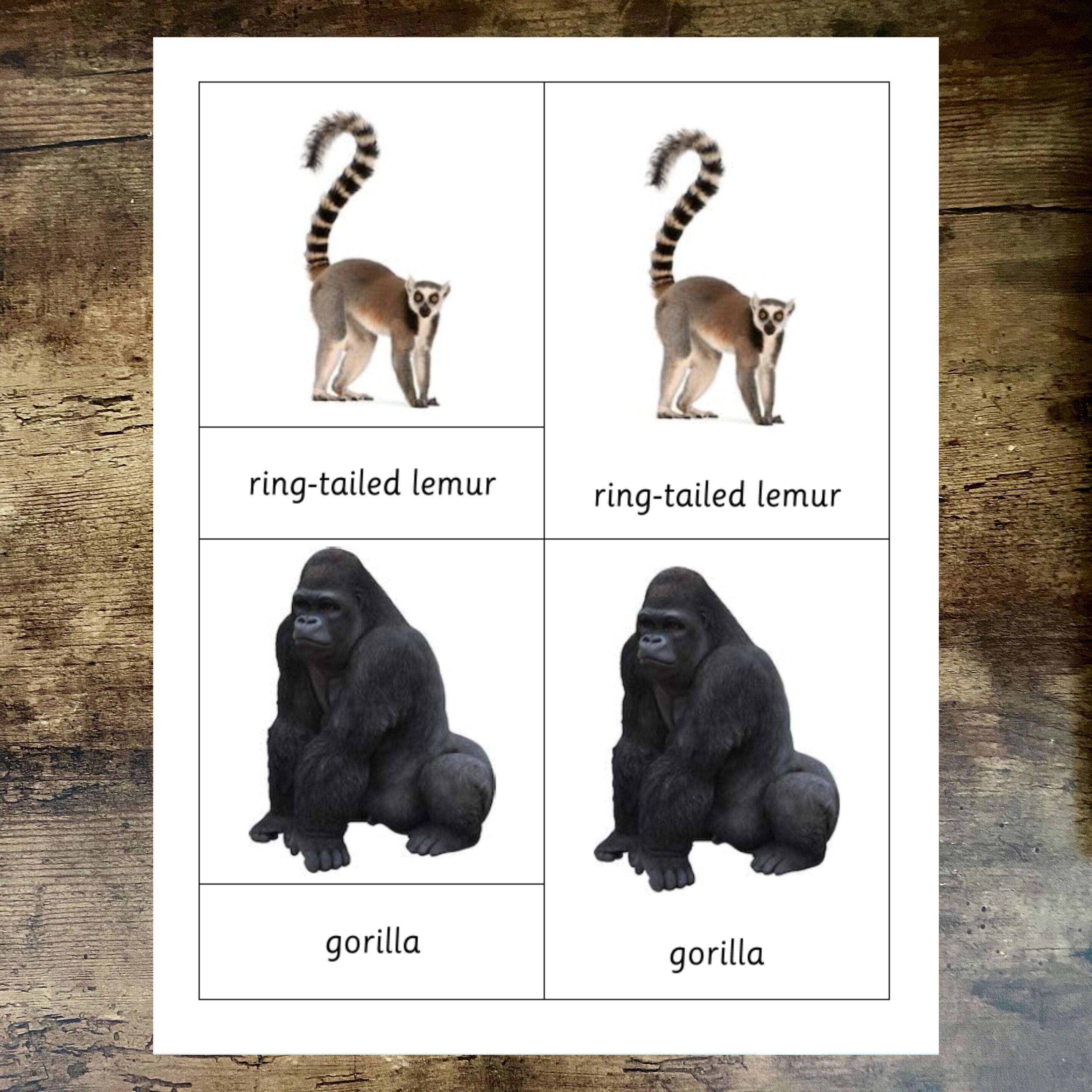 PRINTABLE Monkeys and Apes 3 Part Cards for Safariltd TOOB Sassoon Font ...