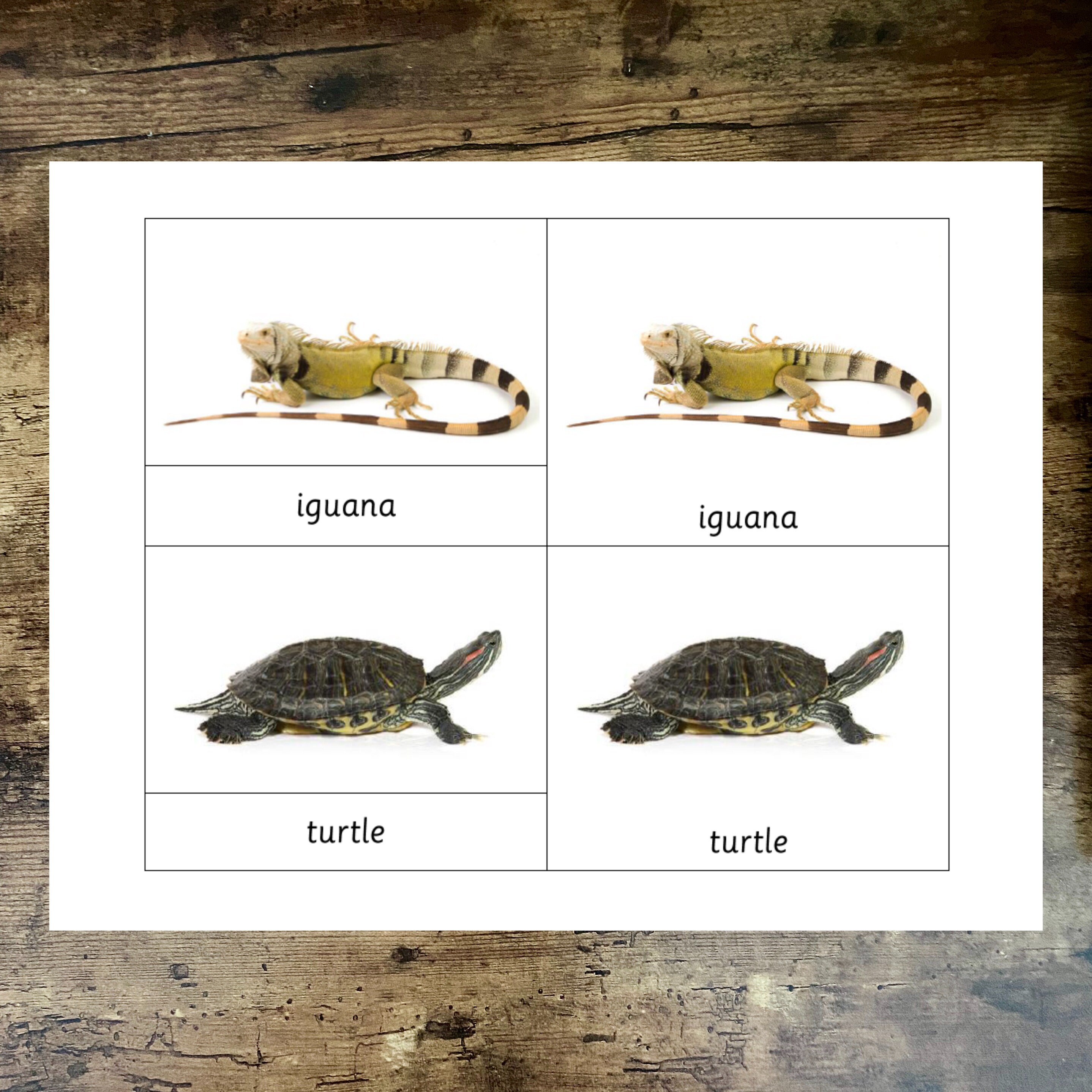 PRINTABLE Pets 3 Part Cards for Safariltd TOOB Sassoon Font - Etsy