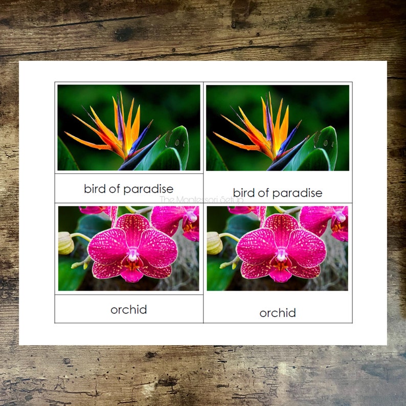 PRINTABLE Flowers 3 Part Cards for Safariltd TOOB - Etsy