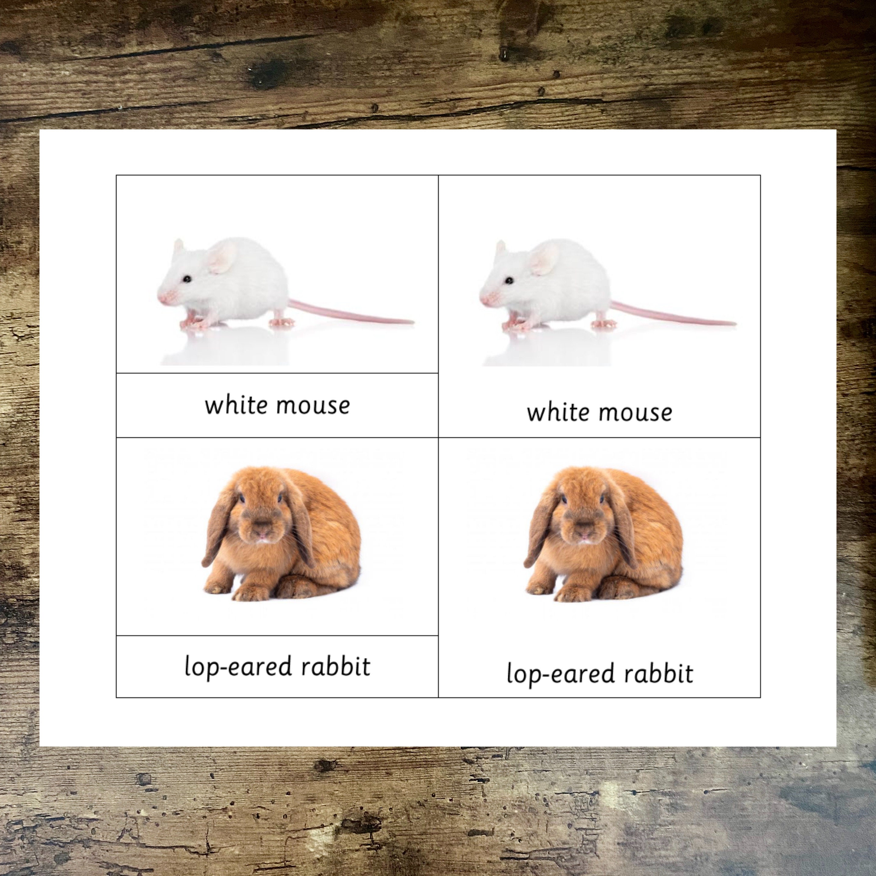 PRINTABLE Pets 3 Part Cards for Safariltd TOOB Sassoon Font - Etsy