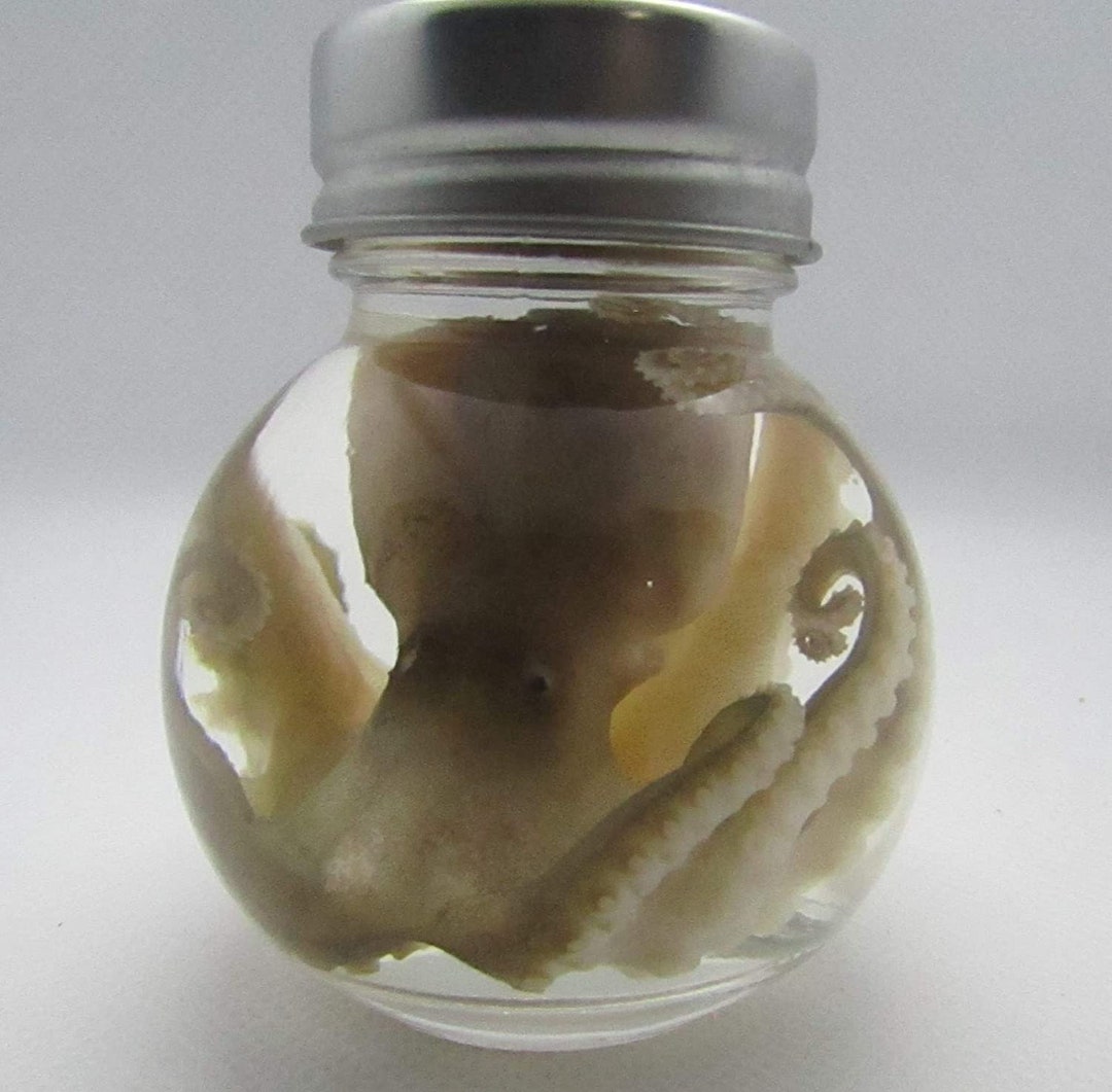 Wet Specimen Taxidermy Real Octopus GLASS Ball JAR Oddity Oddities Steampunk Kraken ...