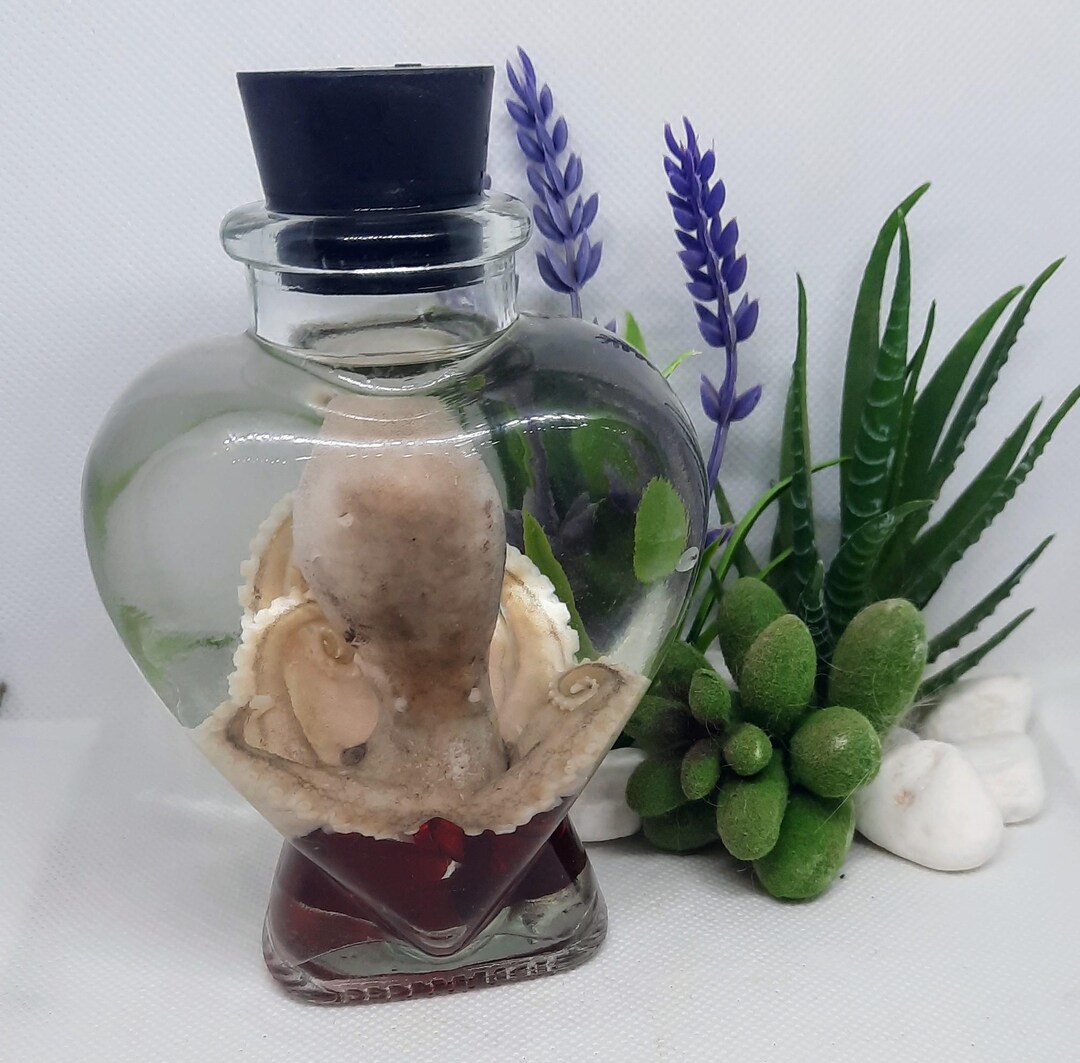 Octopus Wet Specimen Glass Heart Jar Taxidermy Oddities Curriosities ...