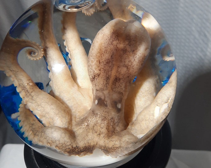 Octopus Globe Wet Specimen Taxidermy Oddities Steampunk Real ...