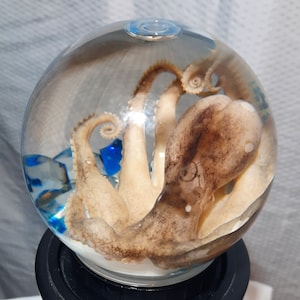 Octopus Globe Wet Specimen Taxidermy Oddities Steampunk Real ...