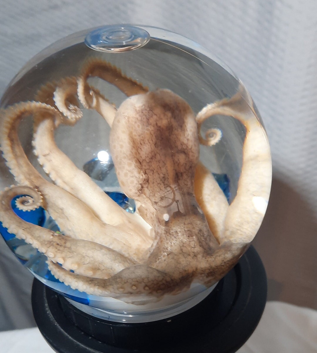 Octopus Globe Wet Specimen Taxidermy Oddities Steampunk Real ...