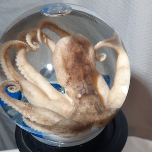 Octopus Globe Wet Specimen Taxidermy Oddities Steampunk Real ...