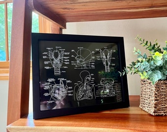 Anatomy & Physiology SLP Labeled Posters - Set of 3 | Speechie ...