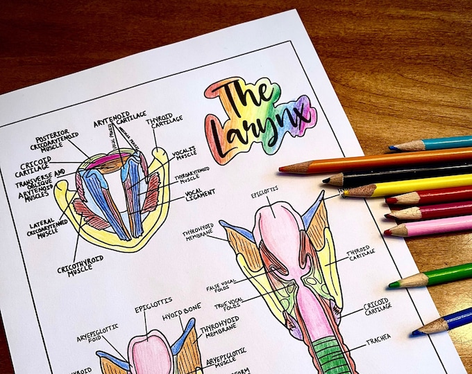 DIY SLP Anatomy Physiology Study Help Coloring Pages Set of 8 Speechie ...