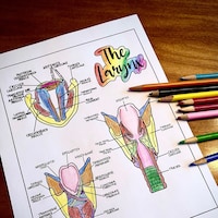 Larynx - Etsy