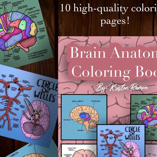 Anatomy Coloring Book for the Speech-language Pathologist - Etsy