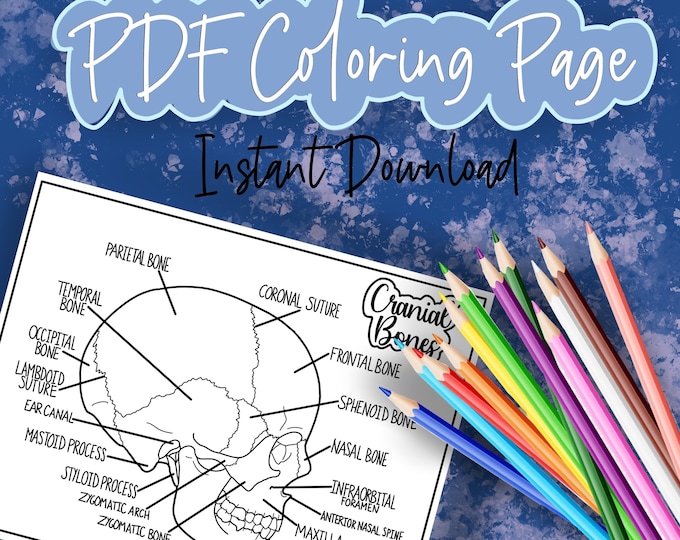 Larynx Coloring Page - Etsy Canada