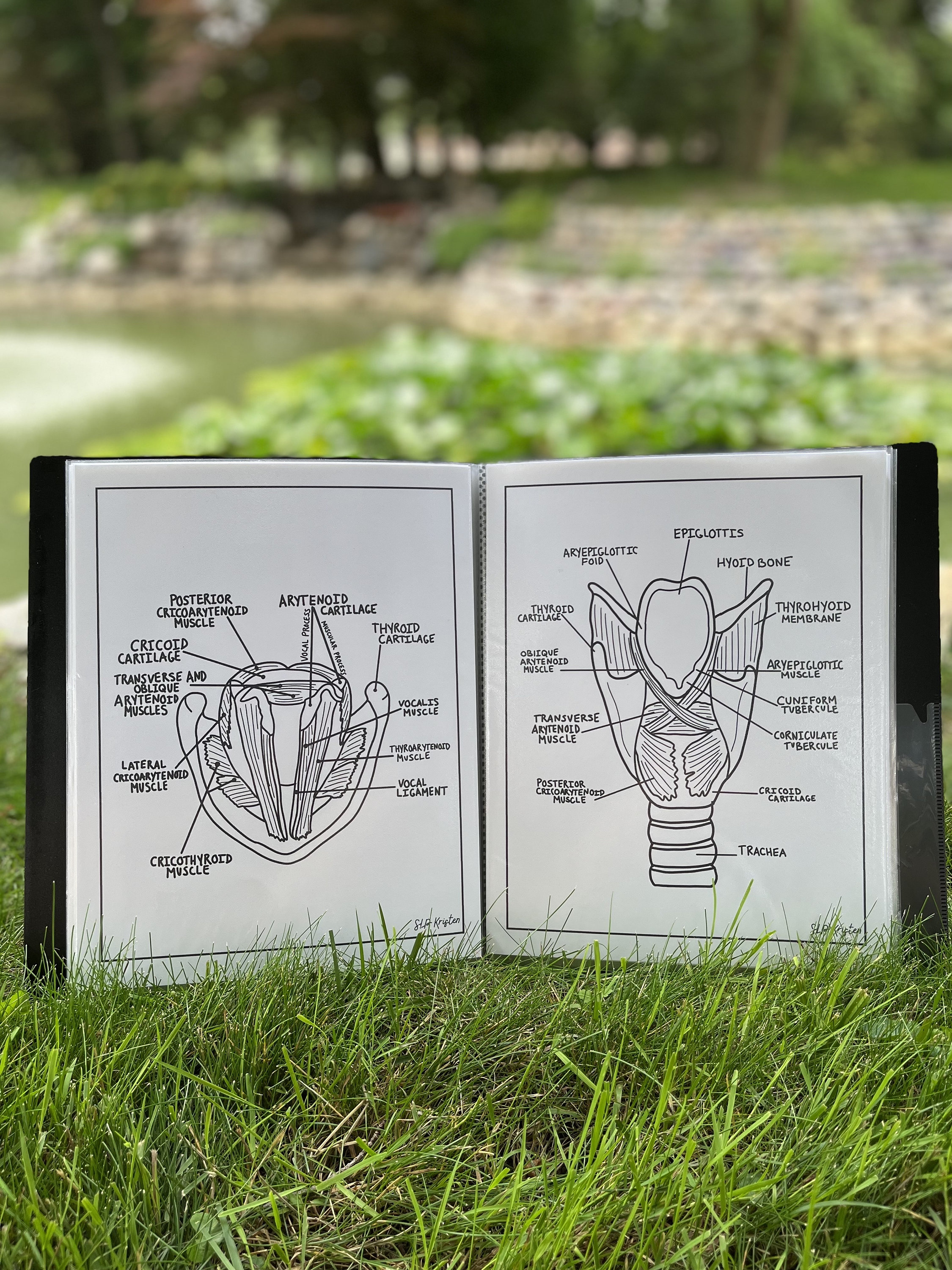Anatomy Coloring Book for the SLP BUNDLE - Etsy UK