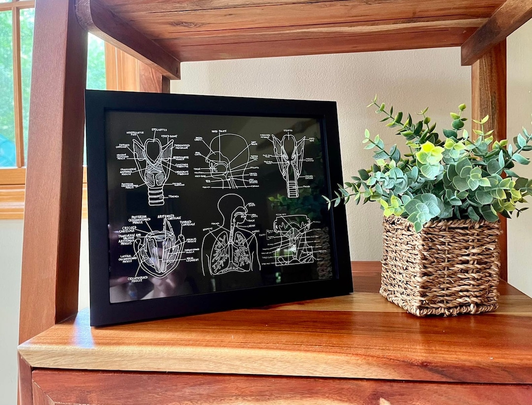 SLP Voice and Respiratory Anatomy Posters (instant Download) - Etsy